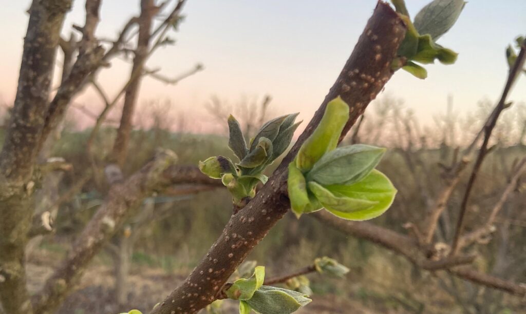 Las heladas en Vall d’Albaida, la Costera y la Ribera Alta provocan ...